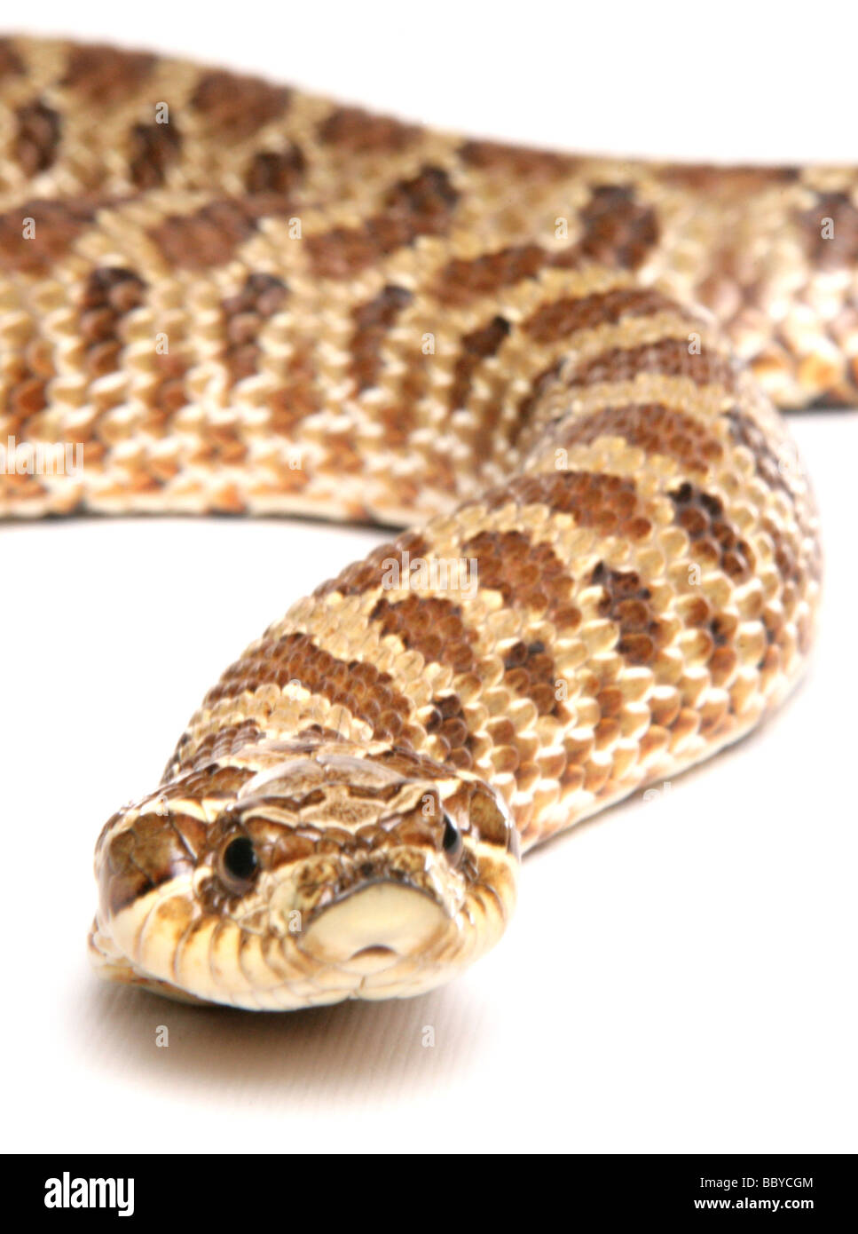 Western hog nosed viper hi-res stock photography and images - Alamy