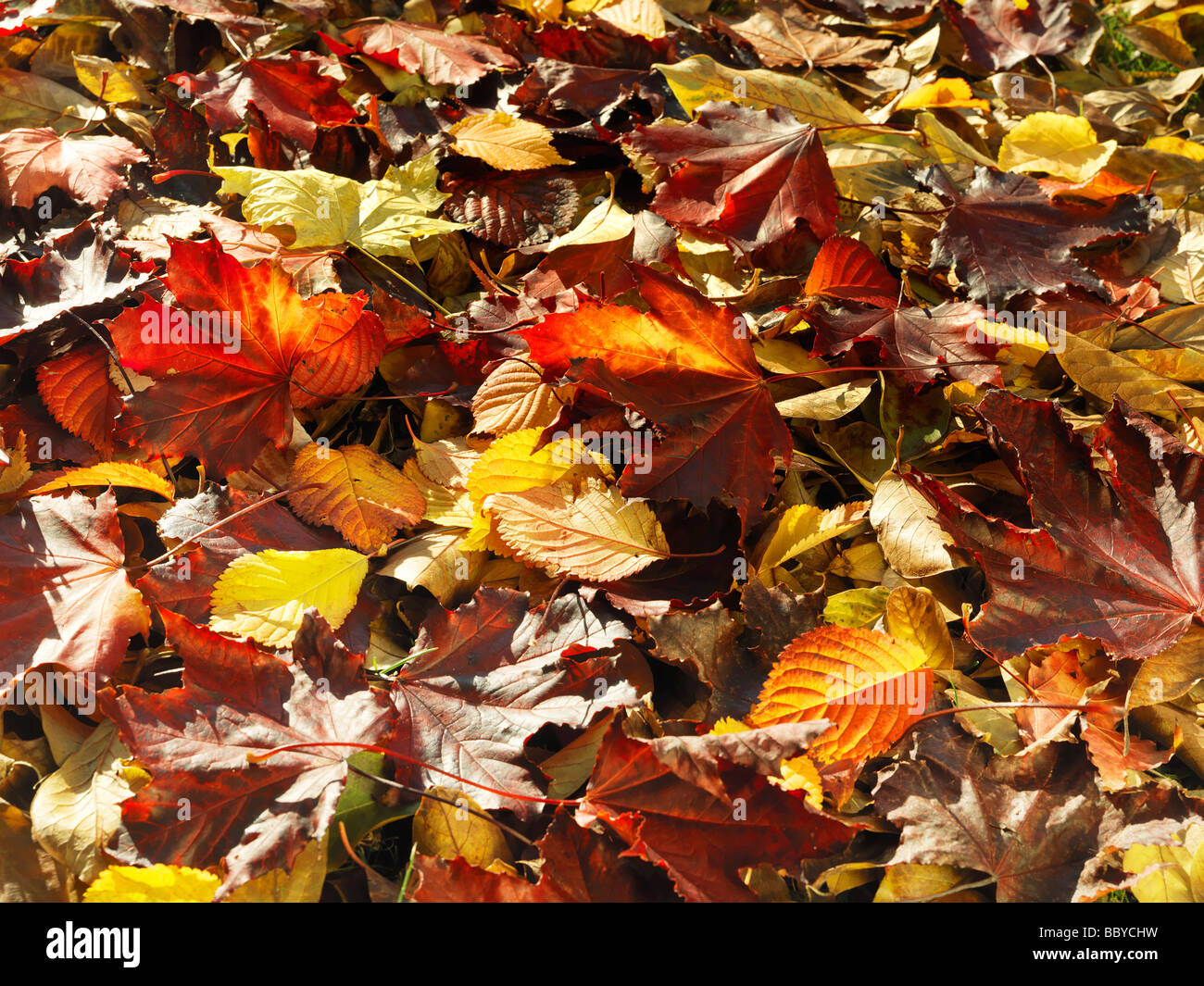 Autumn leaves on the ground Stock Photo - Alamy