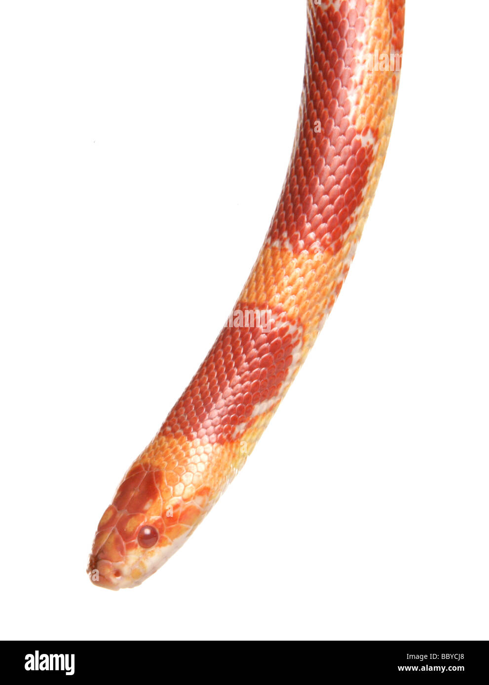 corn cross milksnake hybrid portrait in a studio Stock Photo - Alamy