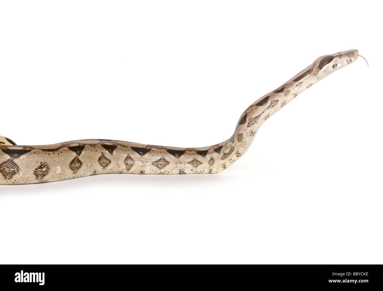 Boa Constrictor Snake Boa C Constrictor Portrait in studio Stock Photo ...