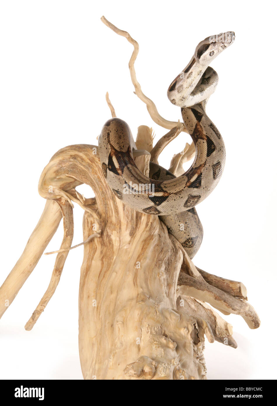 Boa Constrictor Snake Boa C Constrictor Portrait in studio Stock Photo ...