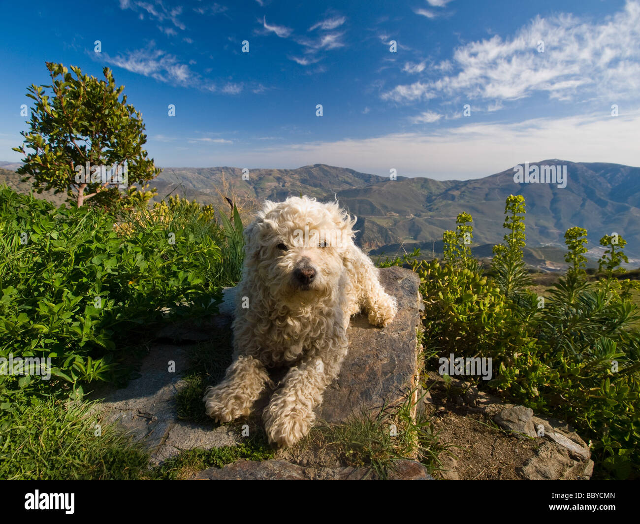 Temple Guardian Dog Stock Photo - Alamy