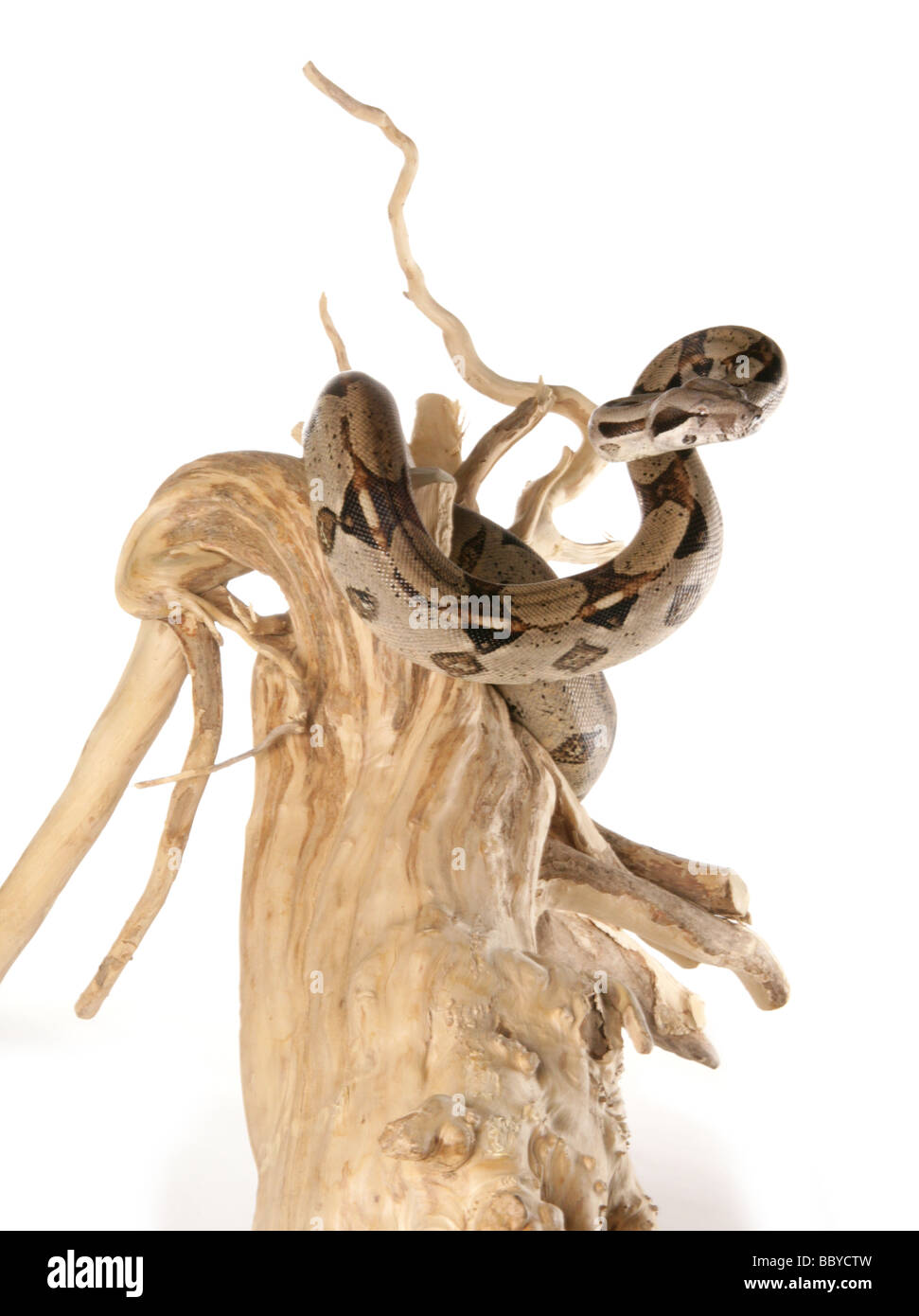 Boa constrictor hi-res stock photography and images - Alamy