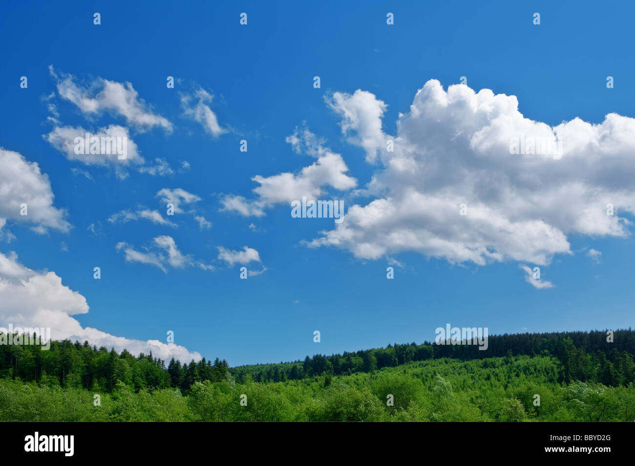 Sky and forest hi-res stock photography and images - Alamy