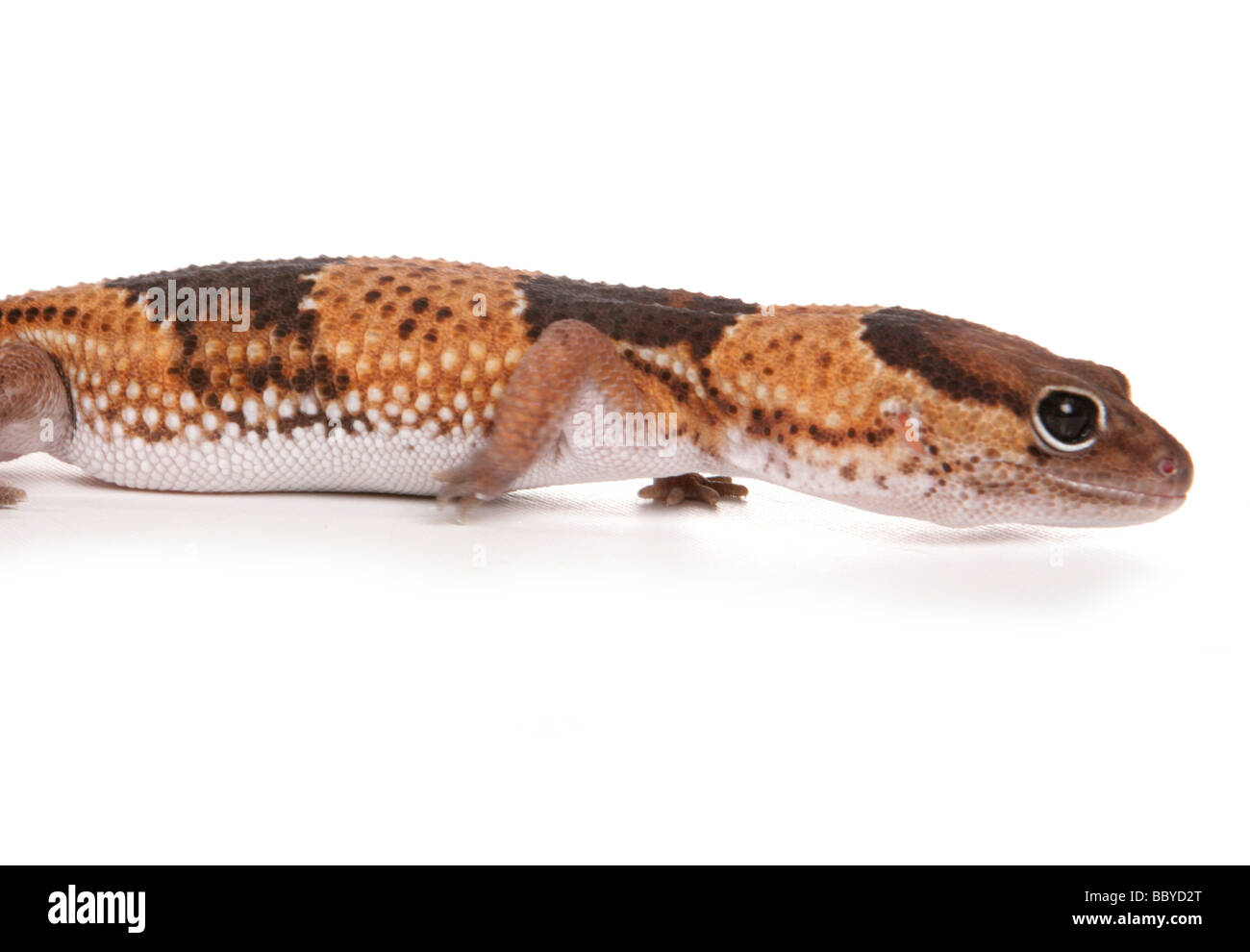African Fat tailed Gecko Hemitheconyx caudicinctus Portrait in a studio ...
