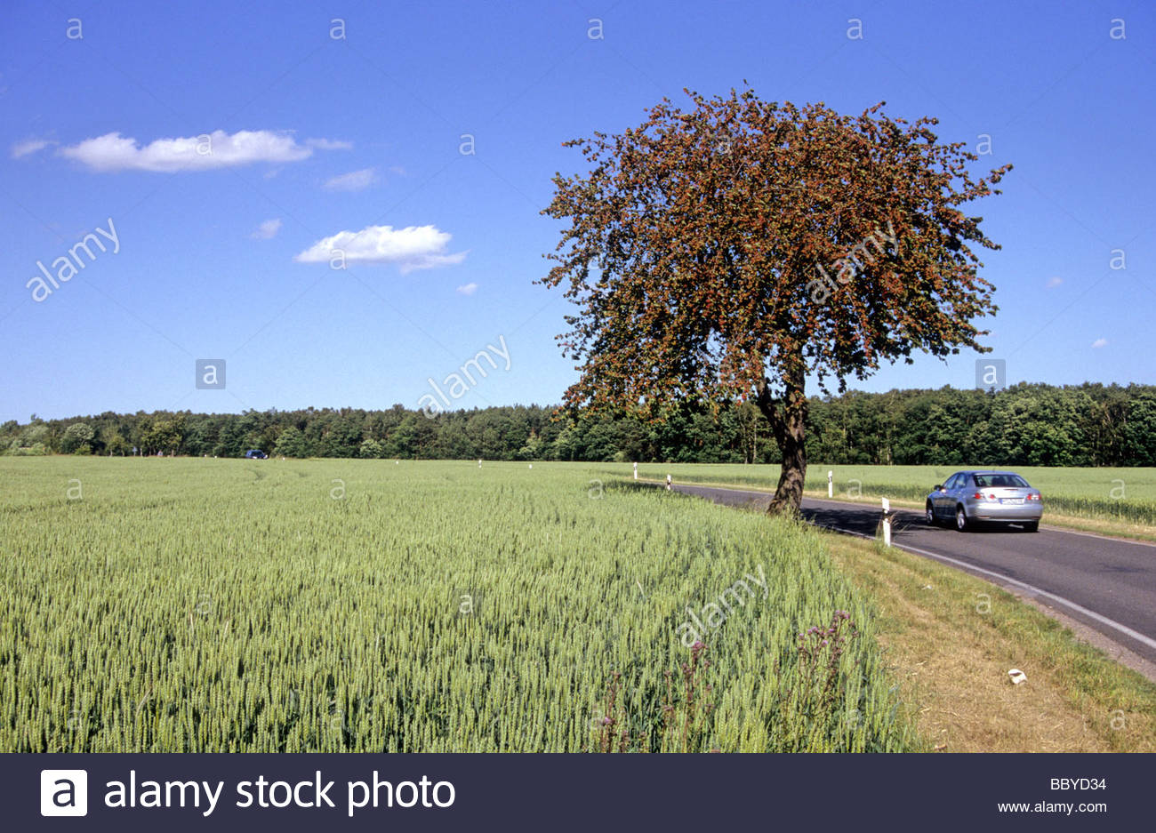 Roadside Tree High Resolution Stock Photography and Images - Alamy