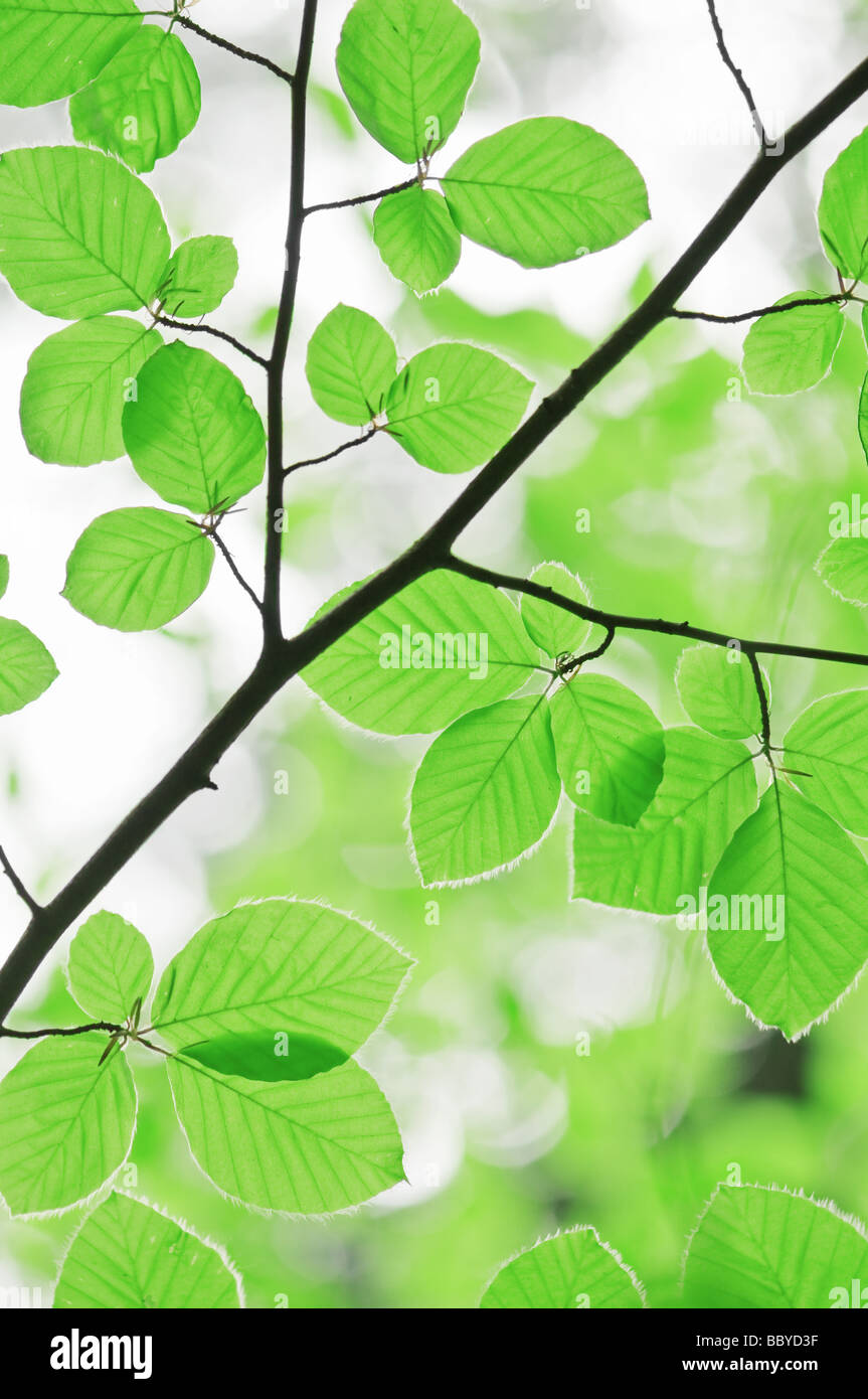 Young beech trees hi-res stock photography and images - Alamy