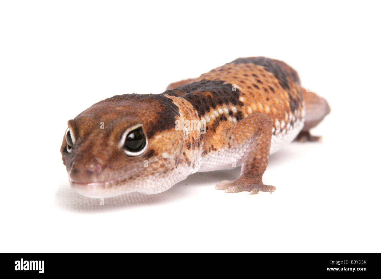 African Fat tailed Gecko Hemitheconyx caudicinctus Portrait in a studio ...
