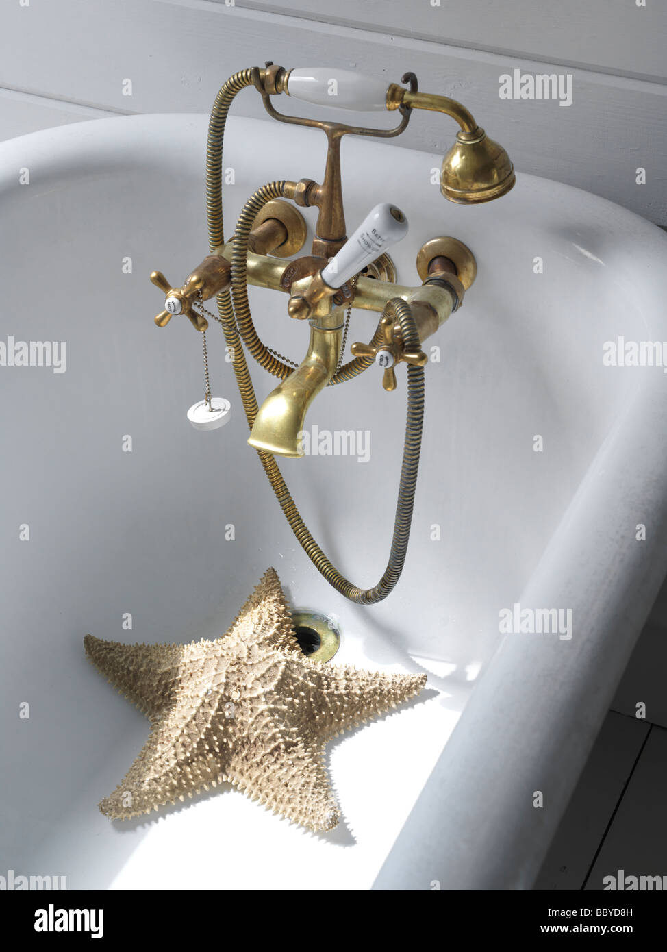 Starfish in a bath Stock Photo - Alamy
