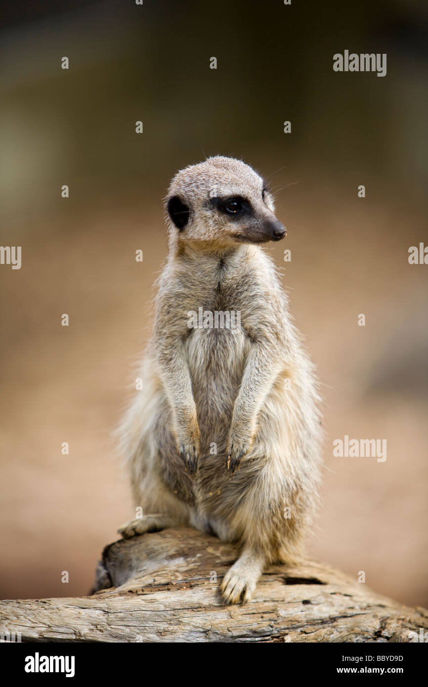 Picture Meerkat High Resolution Stock Photography and Images - Alamy