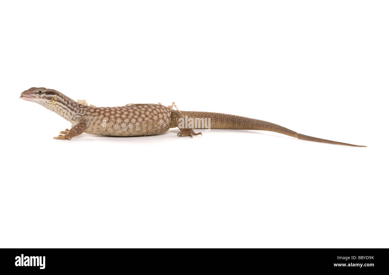 Spiny tailed Monitor aka Ridge tailed Monitor Varanus acanthurus ...
