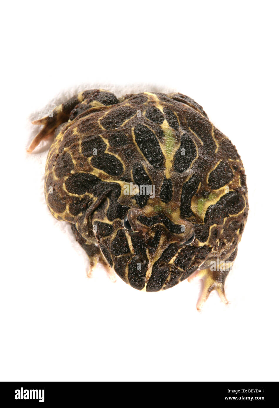 Ceratophrys cranwelli hi-res stock photography and images - Alamy