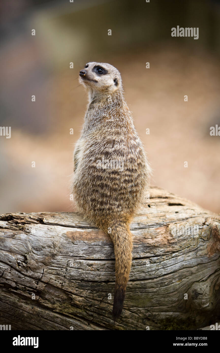 Meerkat picture hi-res stock photography and images - Alamy