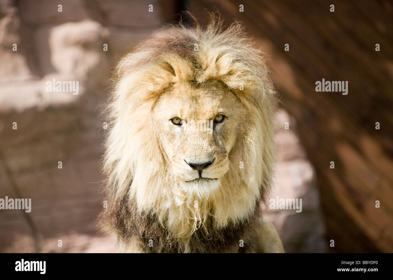 Lion pic hi-res stock photography and images - Alamy