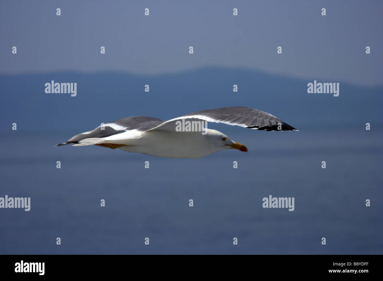 Squawking gull hi-res stock photography and images - Alamy