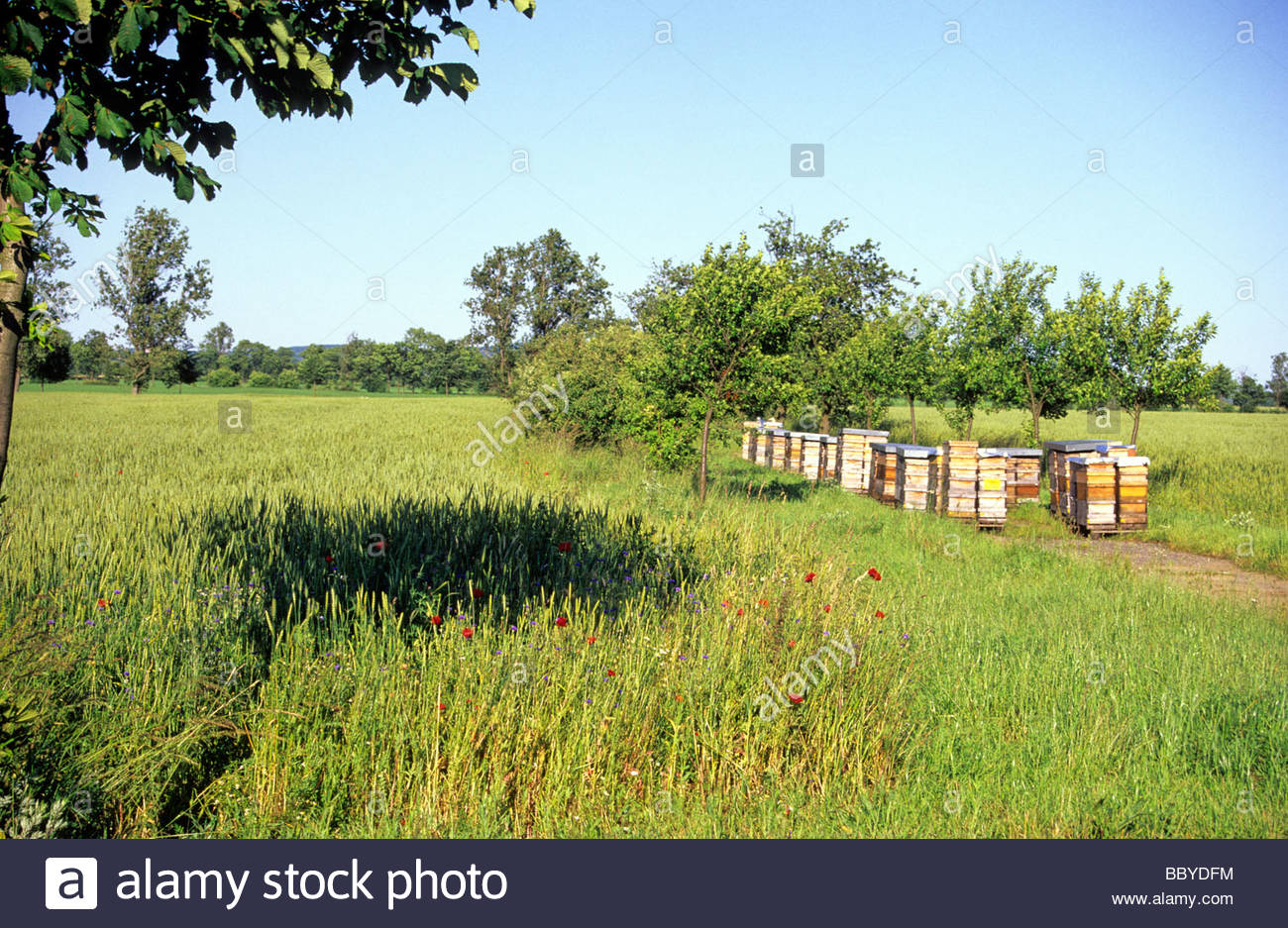 Beehive Field High Resolution Stock Photography and Images - Alamy