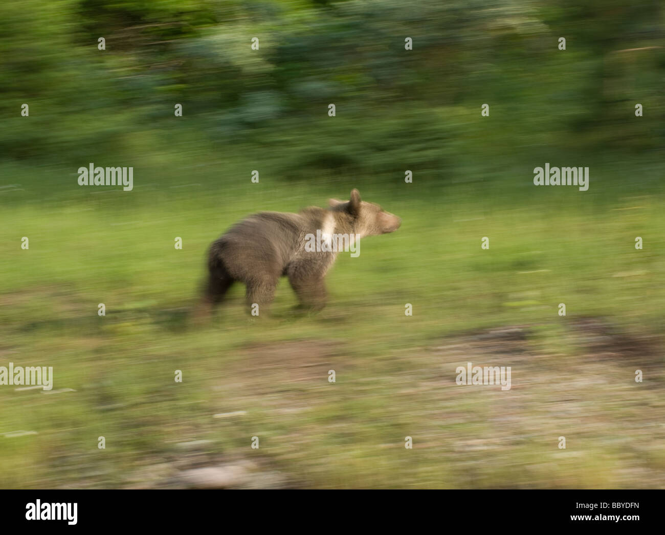 Young grizzly bear running through the grass along the forest edge ...