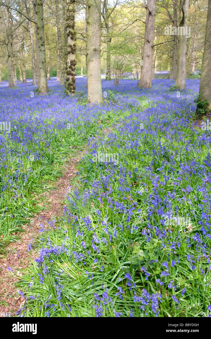 Wild Bluebells and tree trunks in the Norfolk countryside Stock Photo ...