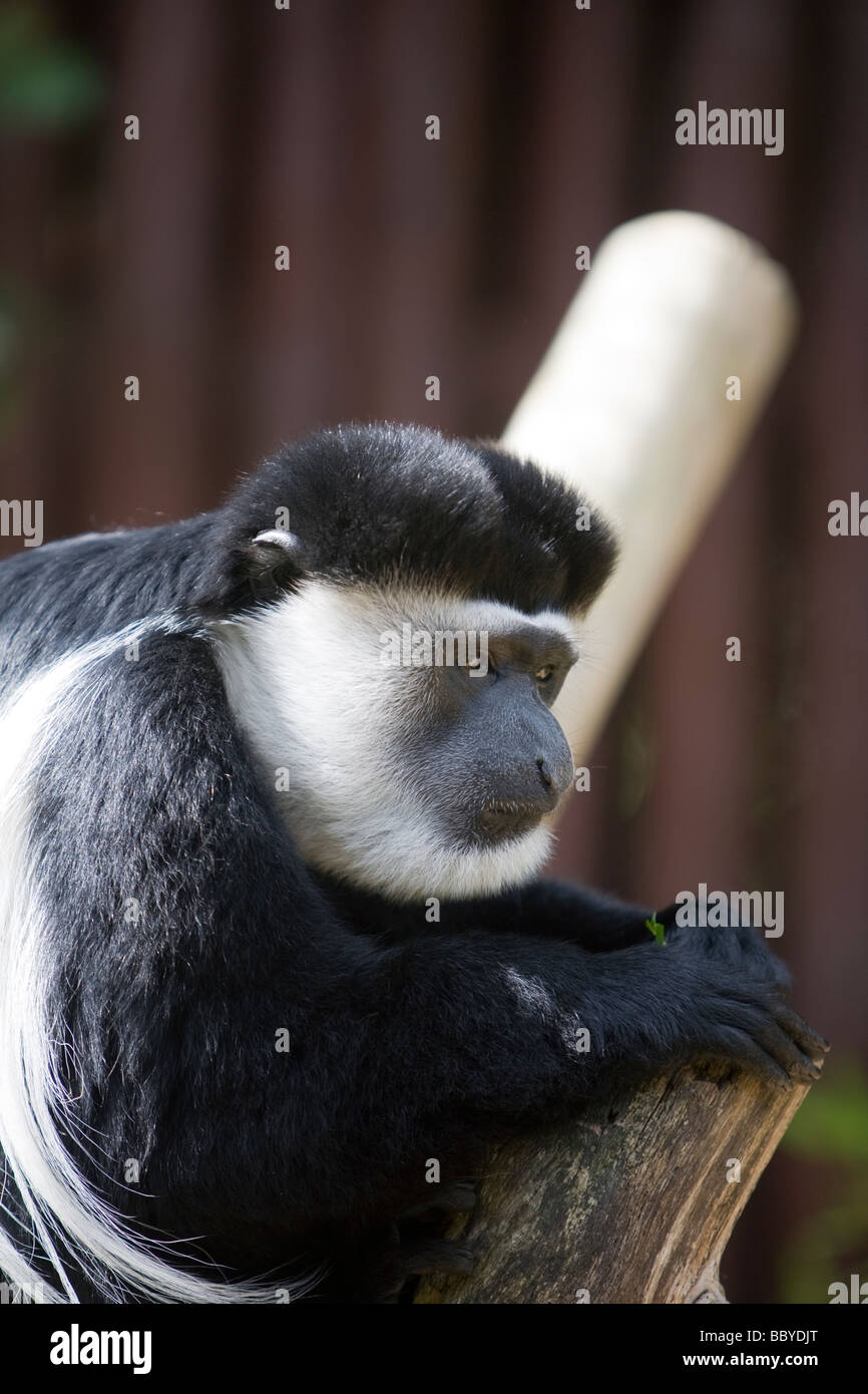 Monkey pic hi-res stock photography and images - Alamy