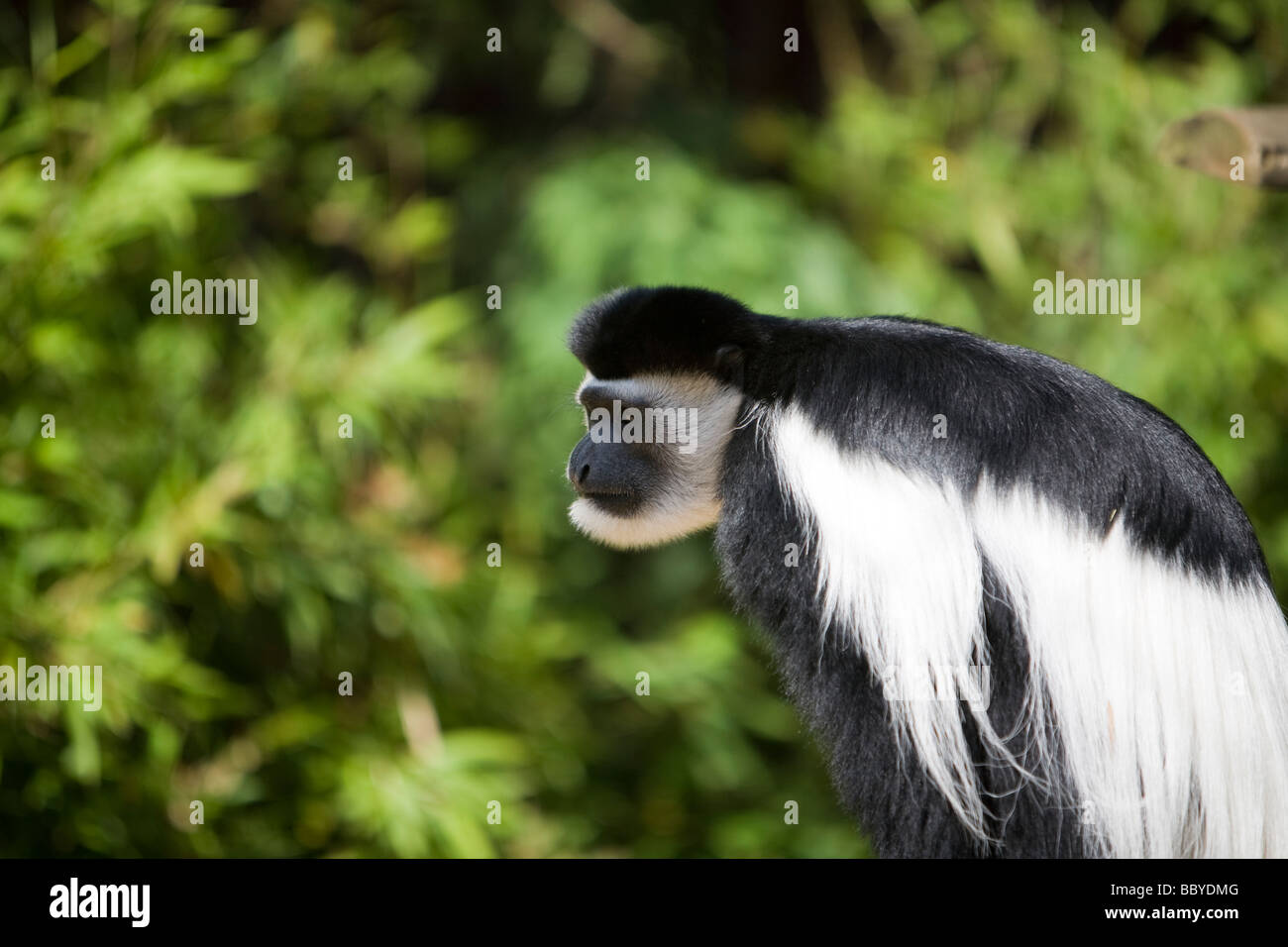 Living monkey hi-res stock photography and images - Alamy