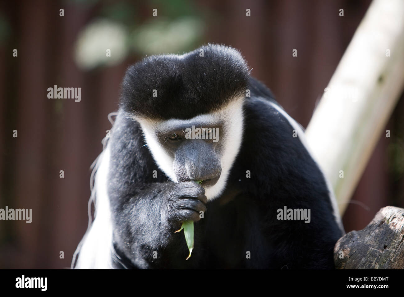 Monkey pic hi-res stock photography and images - Alamy