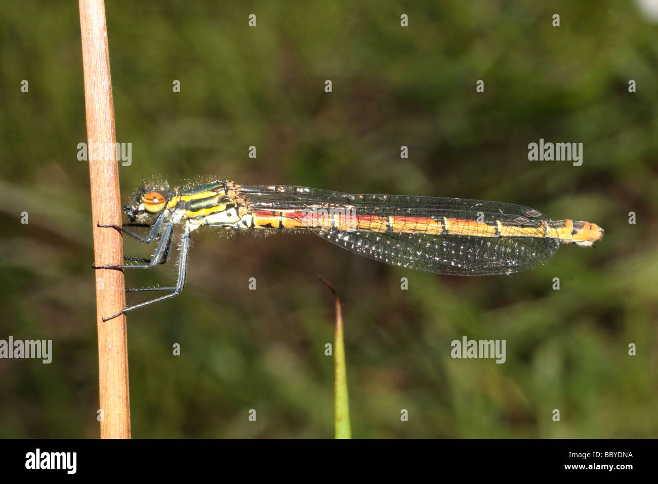 Close up photo of damselfly hi-res stock photography and images - Alamy
