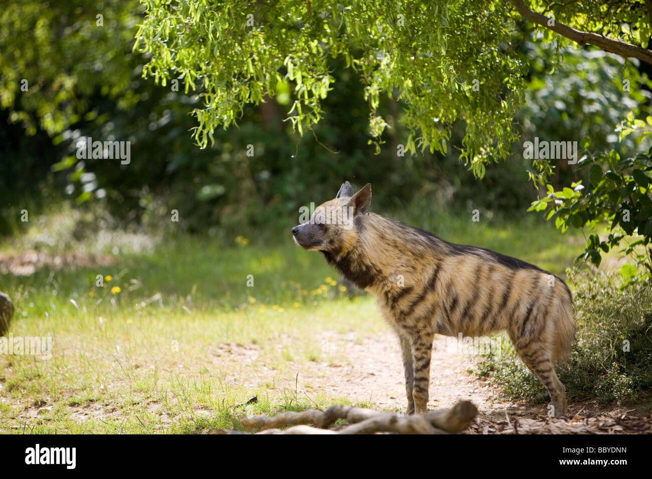 Laughing hyena hi-res stock photography and images - Alamy