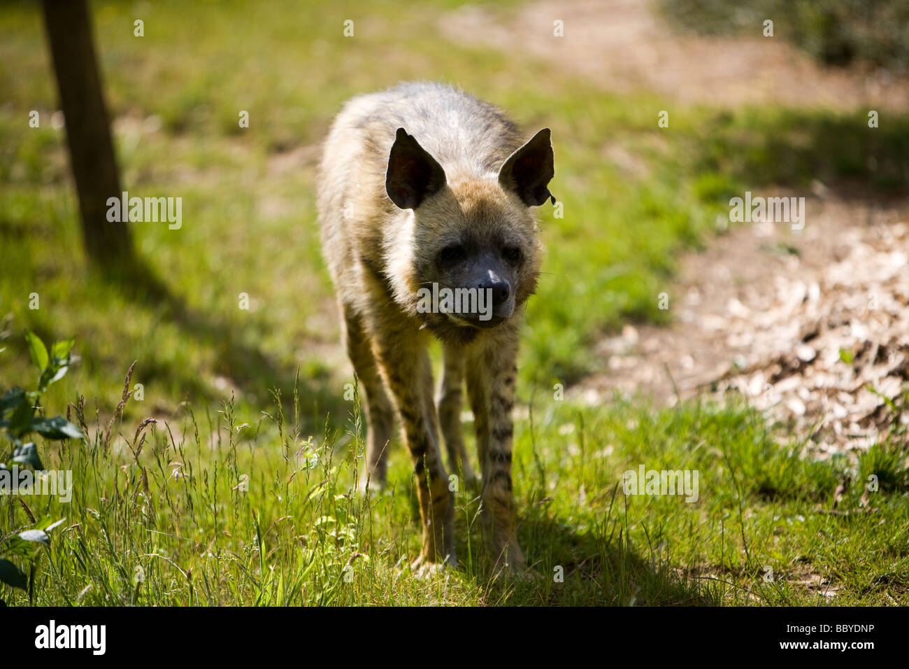 Hyena or also know as a Laughing Hyena Stock Photo - Alamy