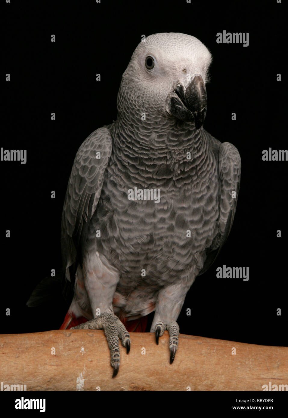 Congo rainforest parrot hi-res stock photography and images - Alamy