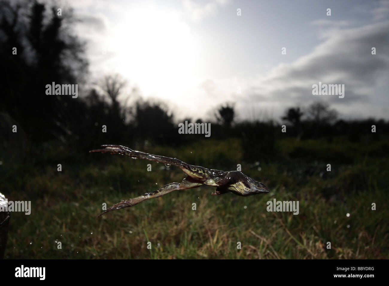 Frog leaping hi-res stock photography and images - Alamy