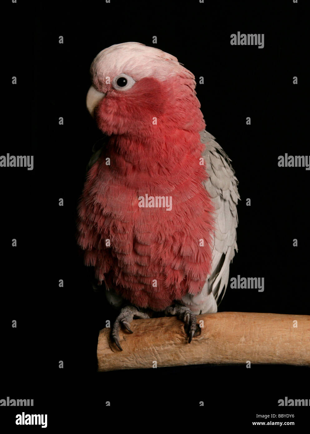 rose breasted cockatoo Cacatua roseicapilla perching in a studio Stock ...