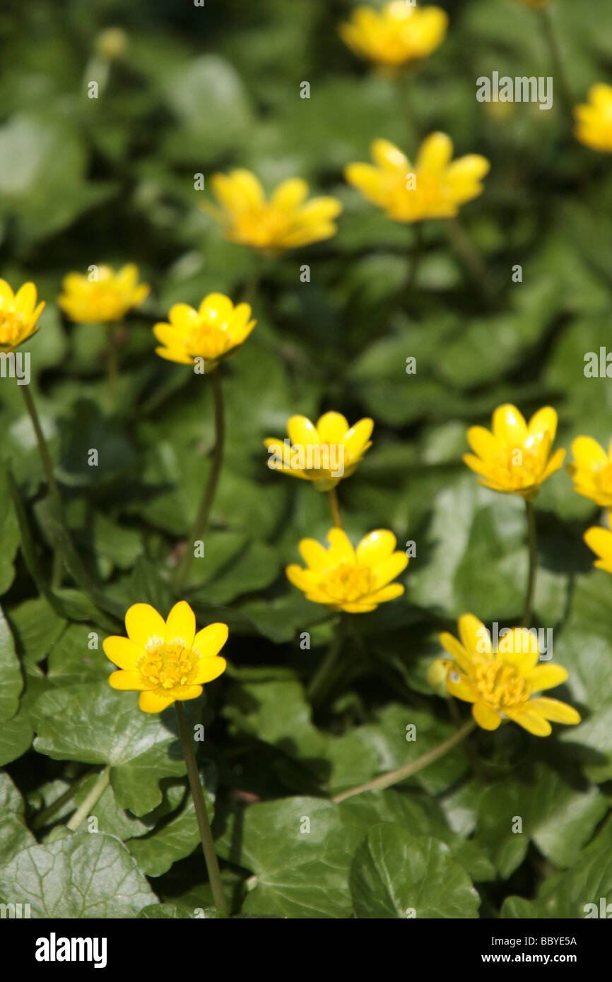 Seeds celandine hi-res stock photography and images - Alamy