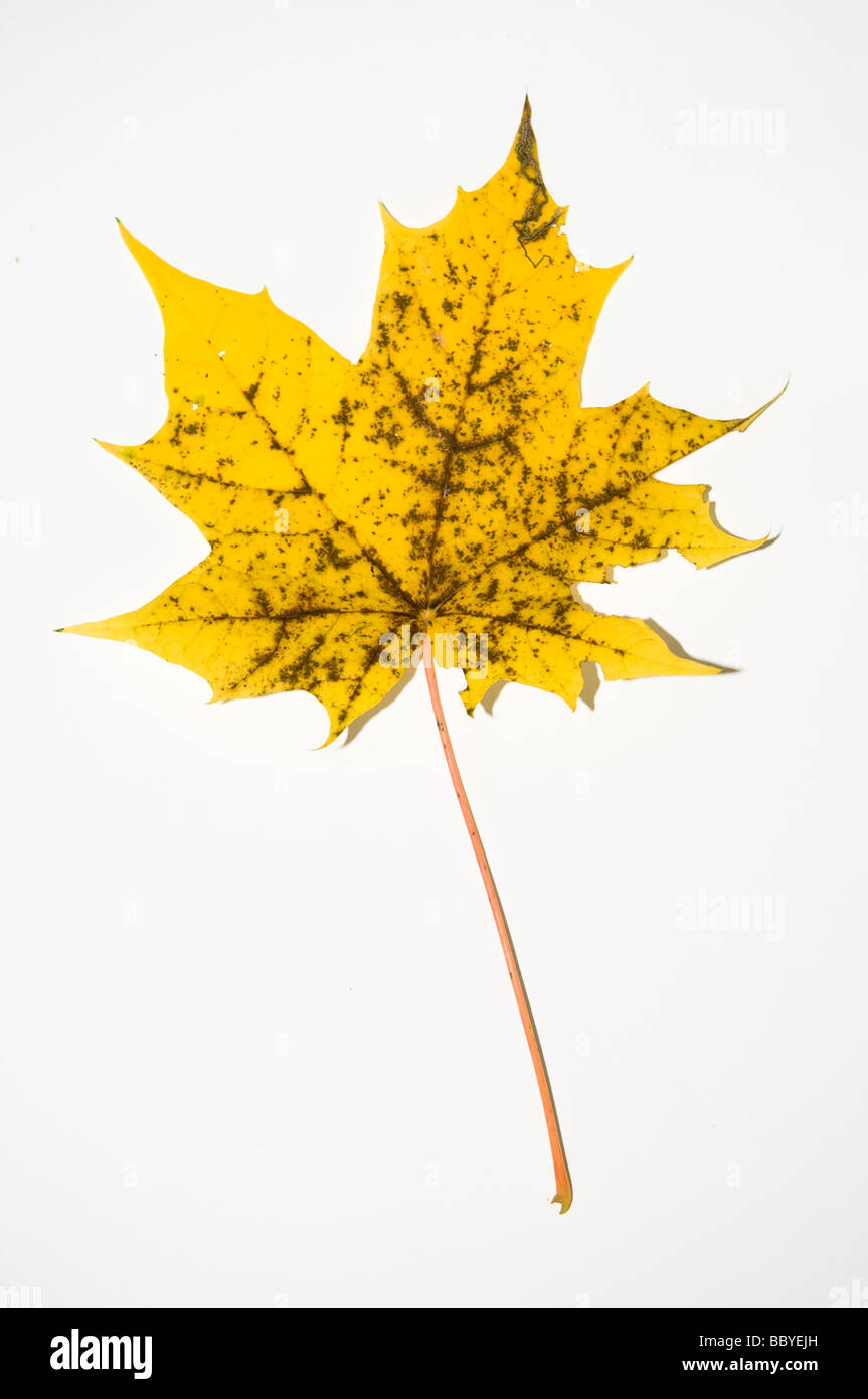 Dead Maple Leaf High Resolution Stock Photography and Images - Alamy