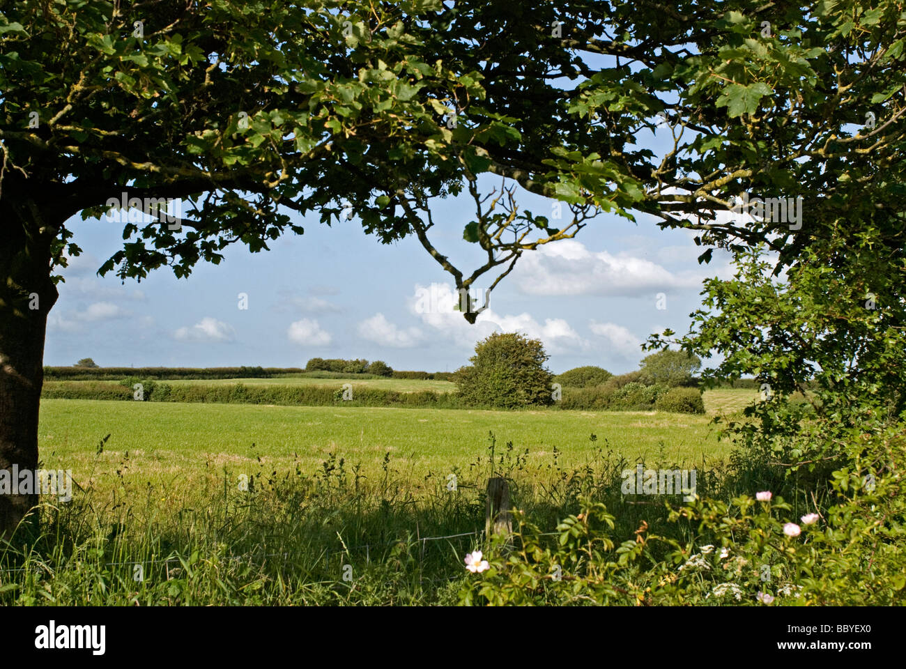 Lancashire countryside framed by trees Stock Photo - Alamy