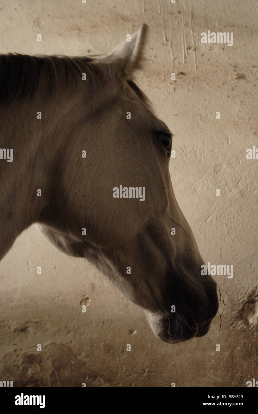 Dark grey horse hi-res stock photography and images - Alamy