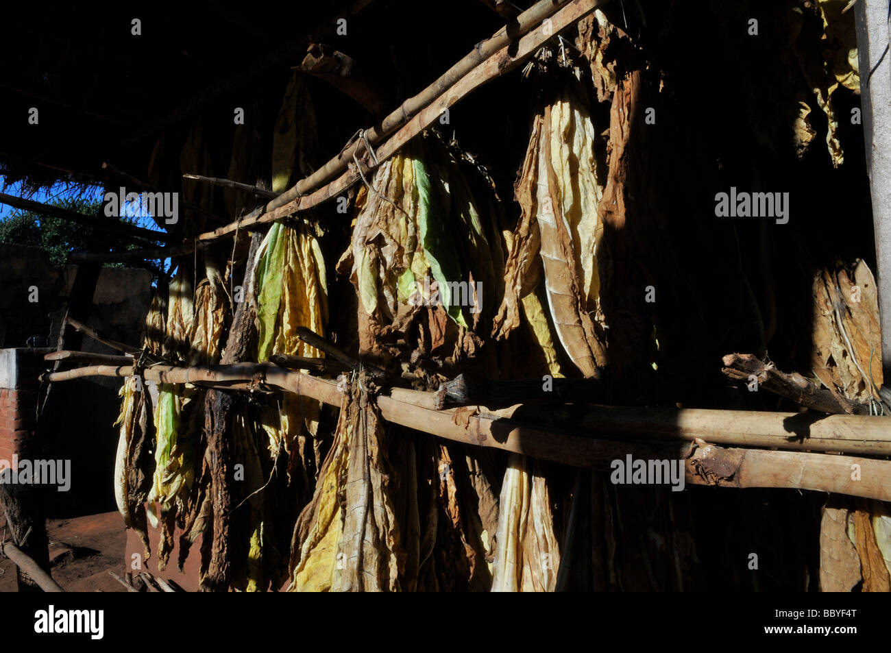 Corn drying in the sun, Malawi central Africa Stock Photo - Alamy