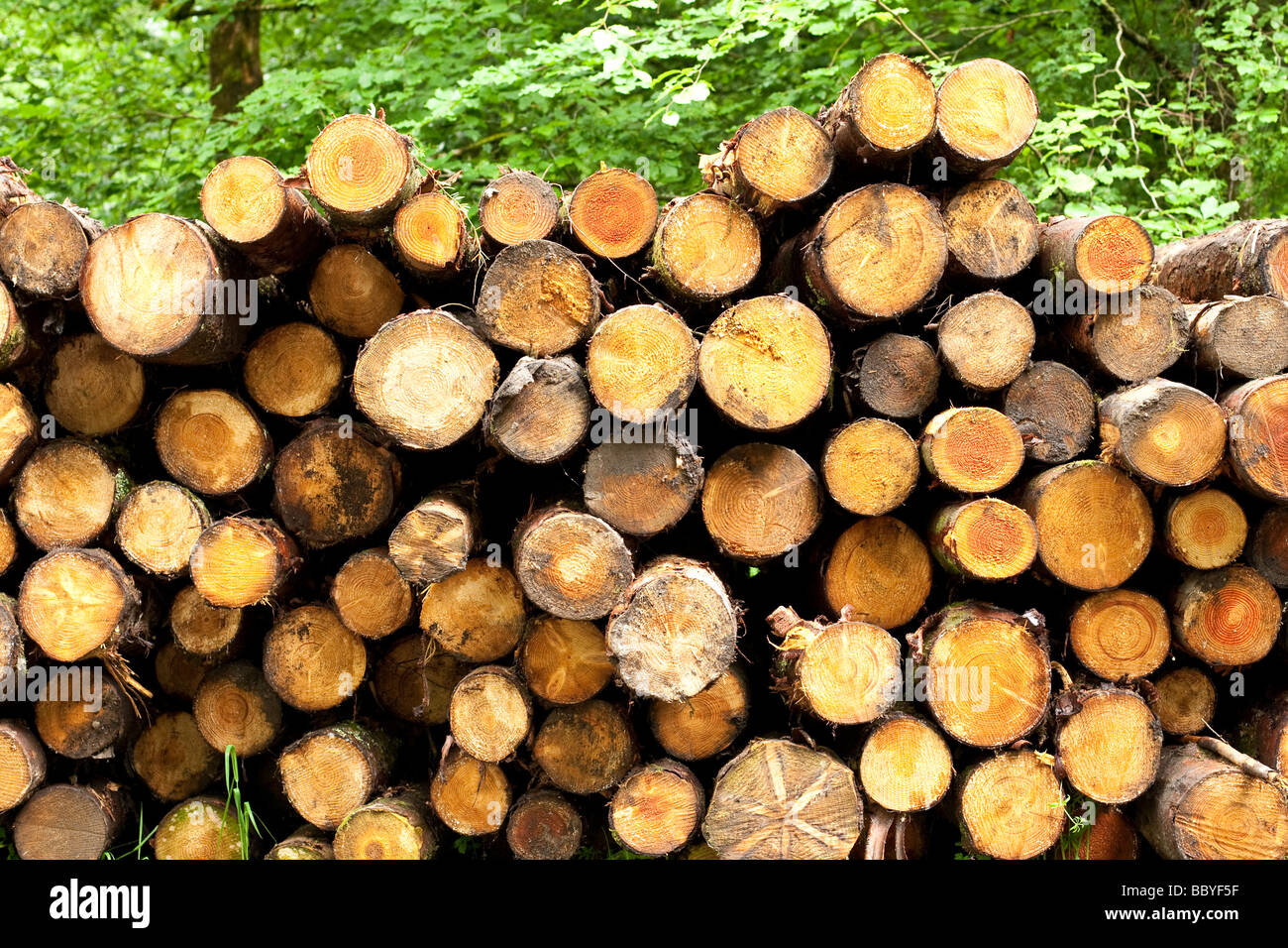 Pile of stacked logs Stock Photo - Alamy
