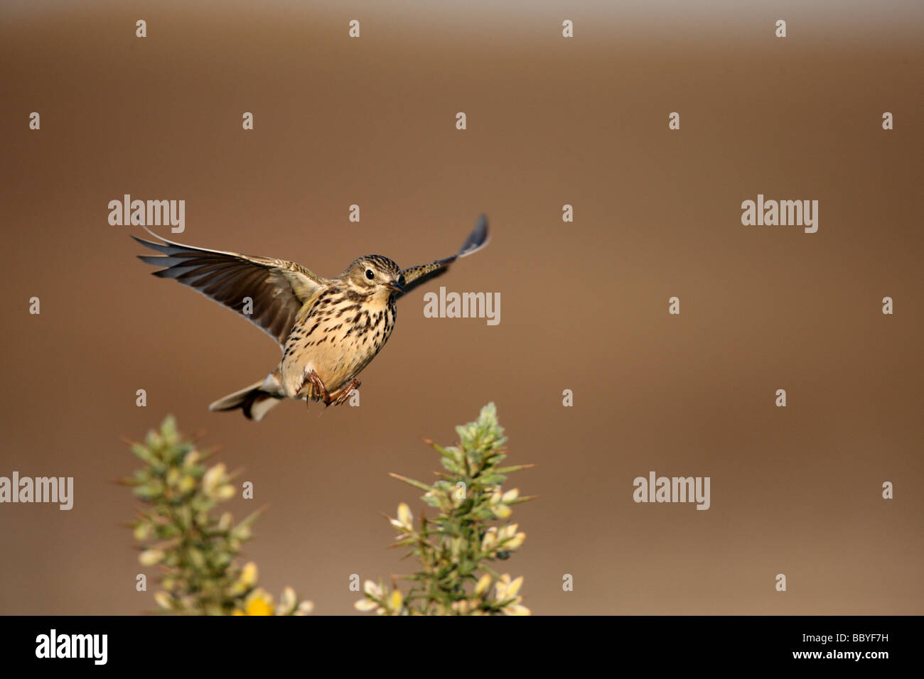 Meadow pipit Anthus pratensis flight North Yorkshire spring Stock Photo ...
