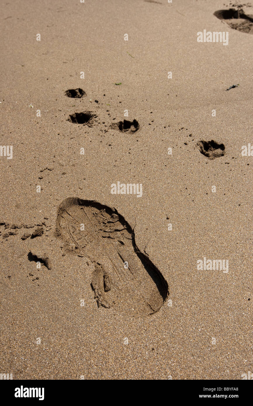 Footprints in the sand Stock Photo - Alamy