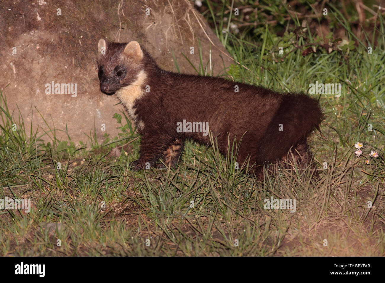 Pine marten ireland hi-res stock photography and images - Alamy