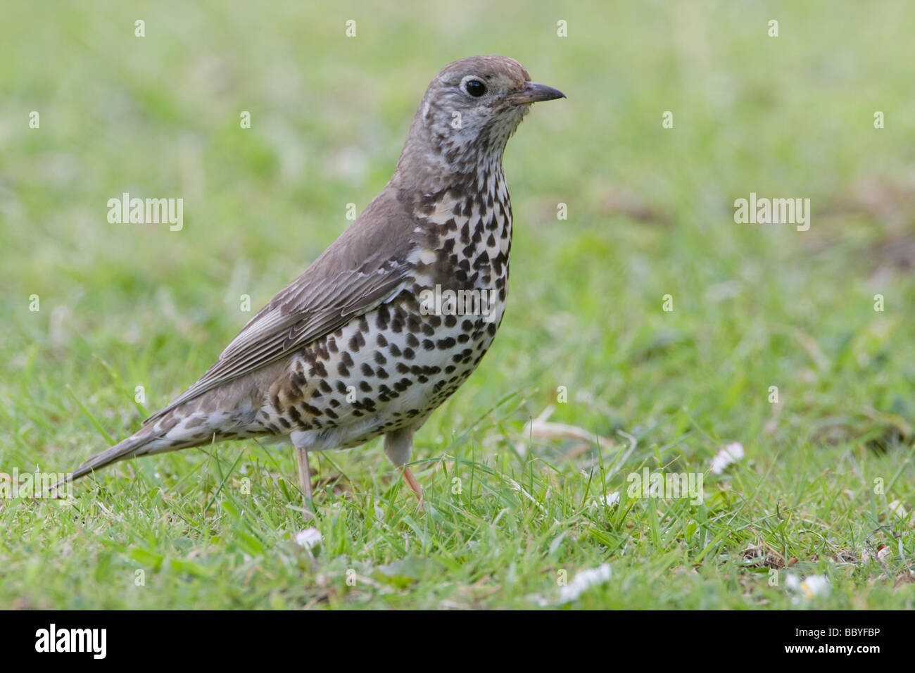 Viscivorus hi-res stock photography and images - Alamy