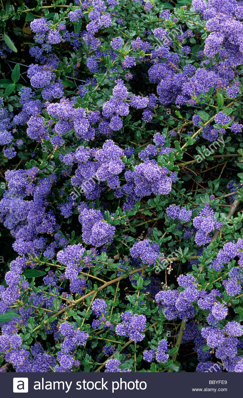 California Lilac Ceanothus Stock Photos & California Lilac Ceanothus ...