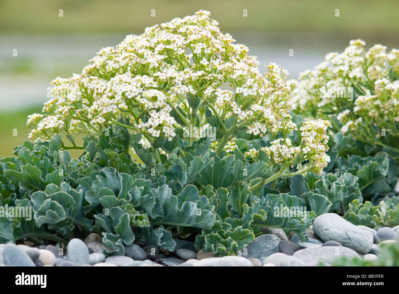 Sea Kale, Crambe maritima, growing through the shingle beach at Cemlyn ...