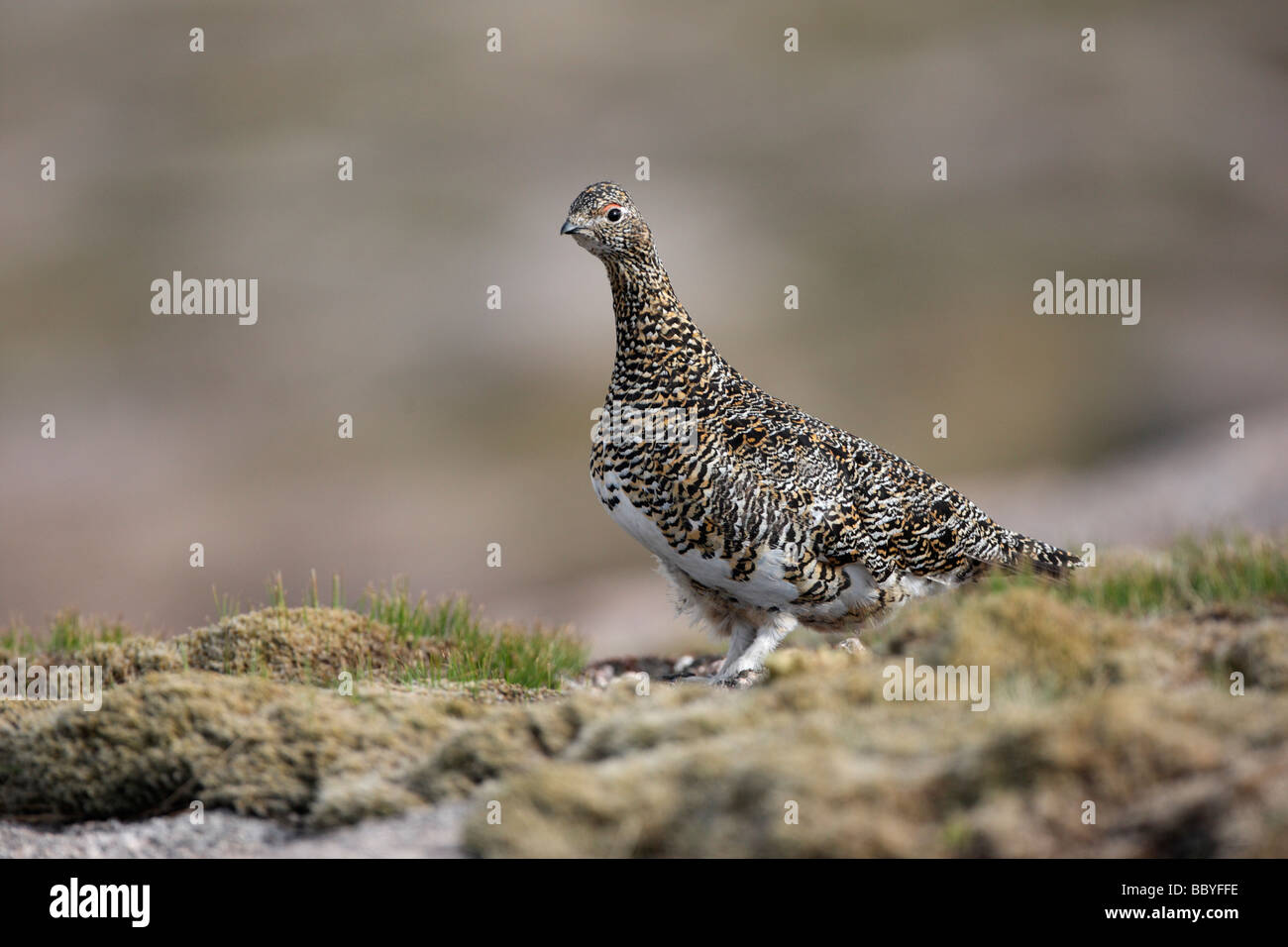 Ptarmigan hi-res stock photography and images - Alamy