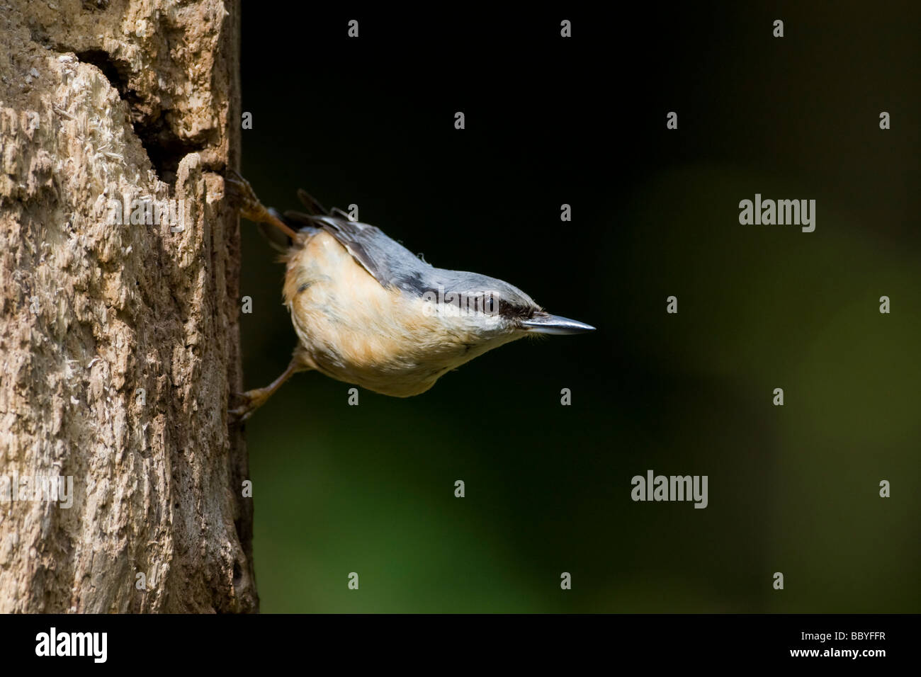 Sitta europaea nut hi-res stock photography and images - Alamy