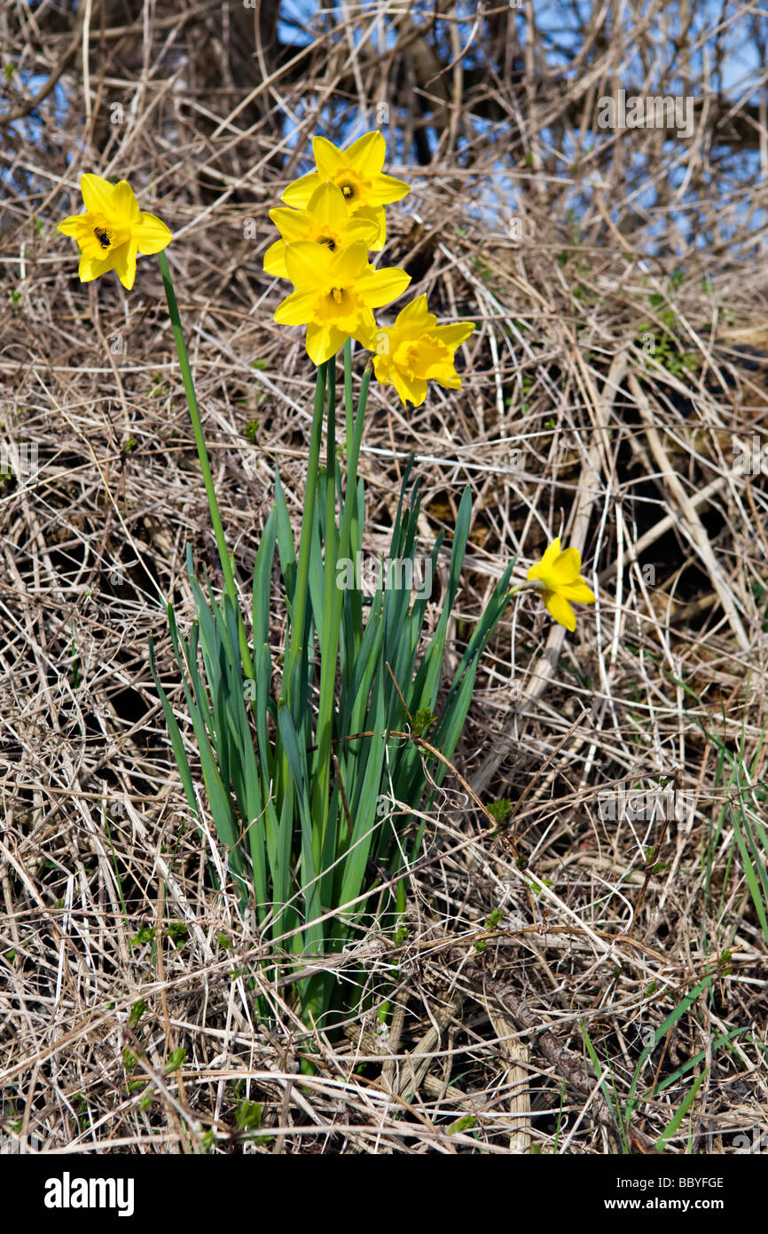 Bunches of daffodils growing wild on footpath in Devizes Stock Photo ...