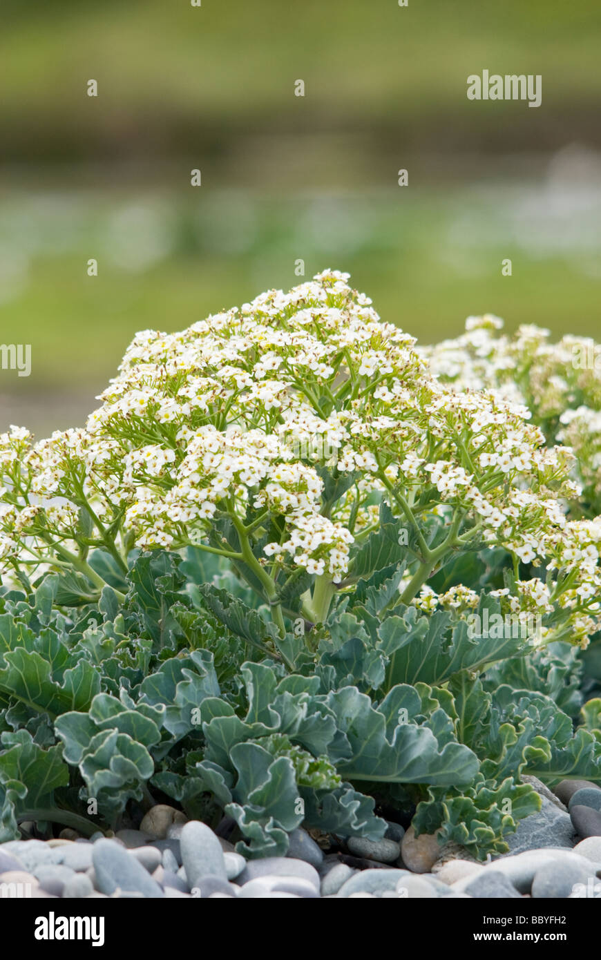 Sea Kale, Crambe maritima, growing through the shingle beach at Cemlyn ...