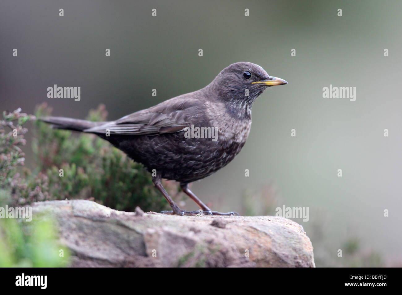 Ring ouzel Turdus torquatus female North Yorkshire spring Stock Photo ...