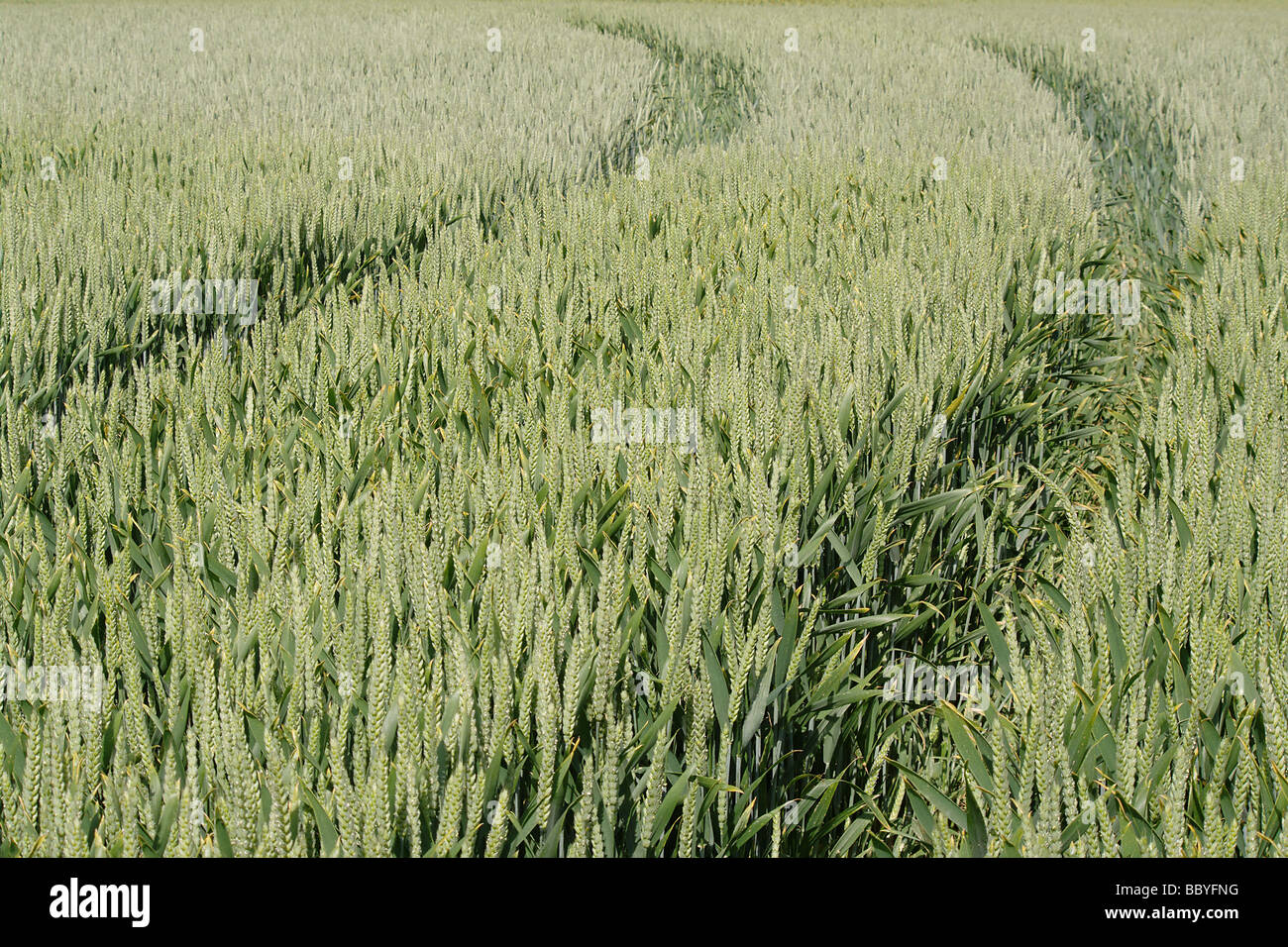 wheat with tractor tracks Stock Photo - Alamy