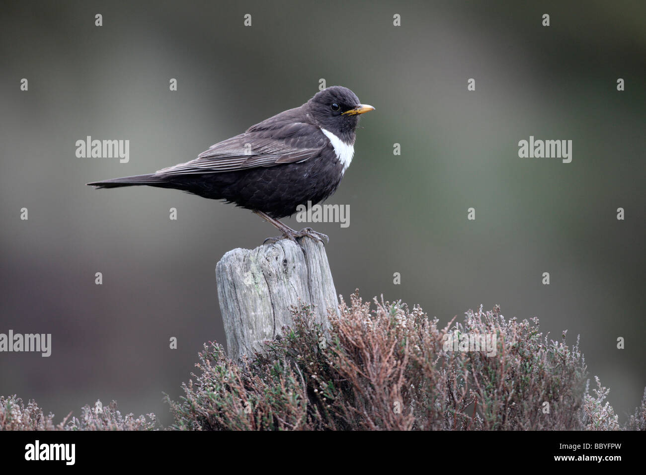 Ring ouzel hi-res stock photography and images - Alamy